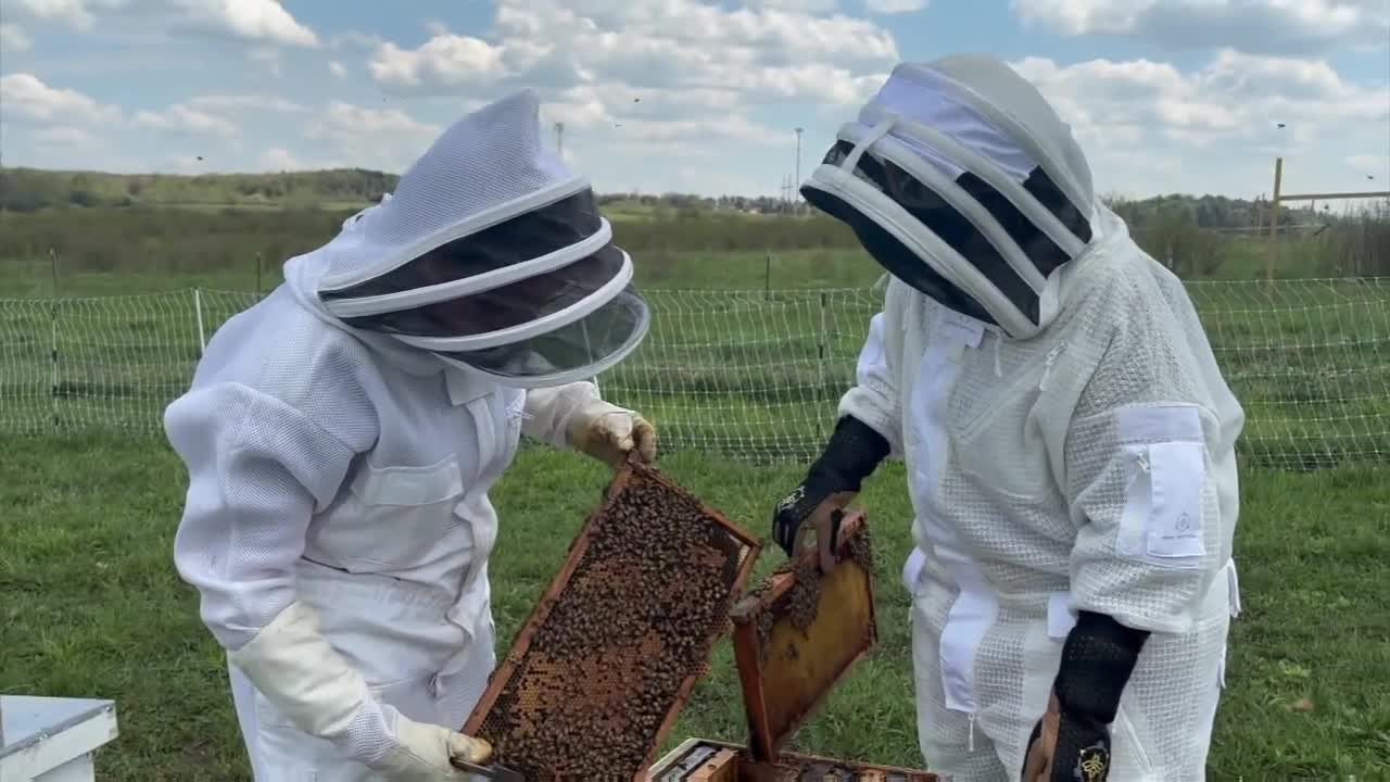 Bees are swarming across western New York; here's what you need to know