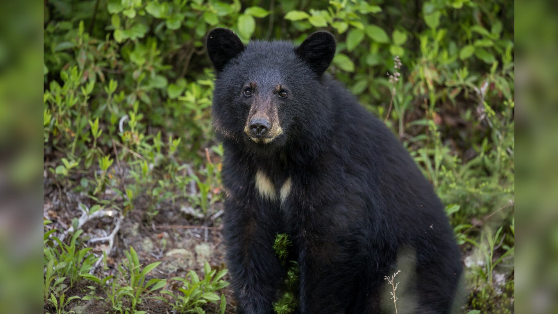 'Please use caution': Police warn of bear sighting in Cookeville