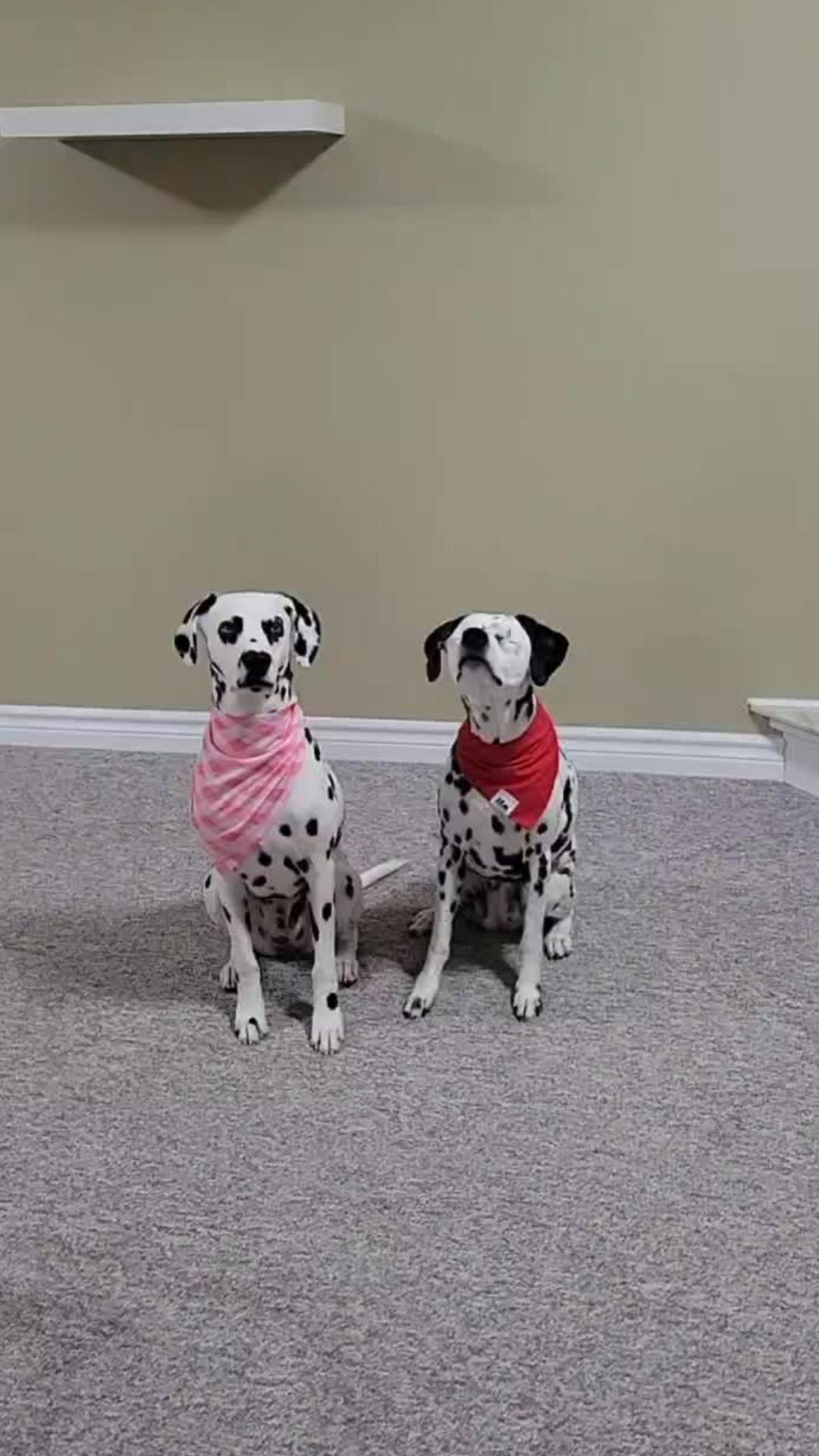 Adorable dog moment that will make you smile