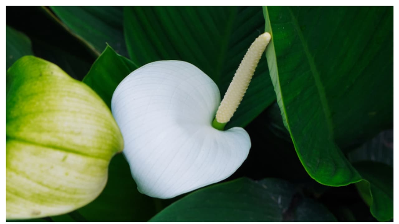 Gardening tips: Indoor plants that grow easily with little care and ...