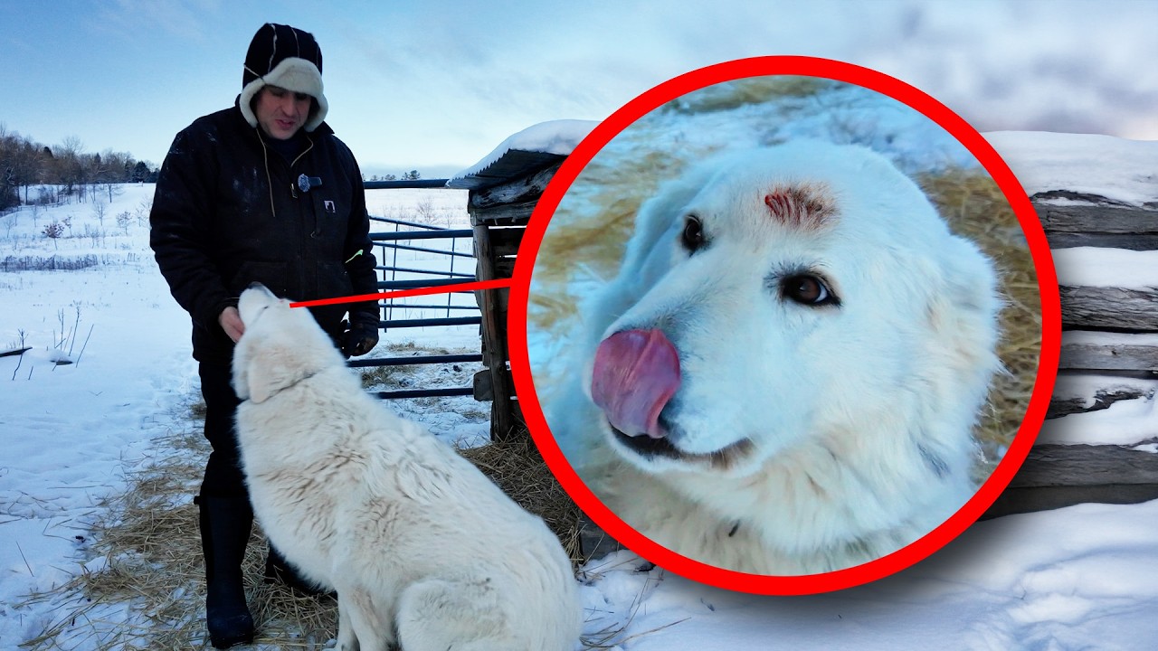 See a mysterious injury strike a loyal livestock guardian dog
