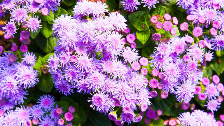 6 gorgeous flowers to plant in May that keep flies away – they look and ...