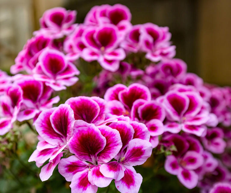 6 gorgeous flowers to plant in May that keep flies away – they look and ...
