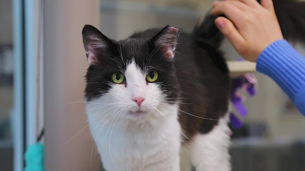 Furry Friday: Meet Panda the cat and Marina the dog