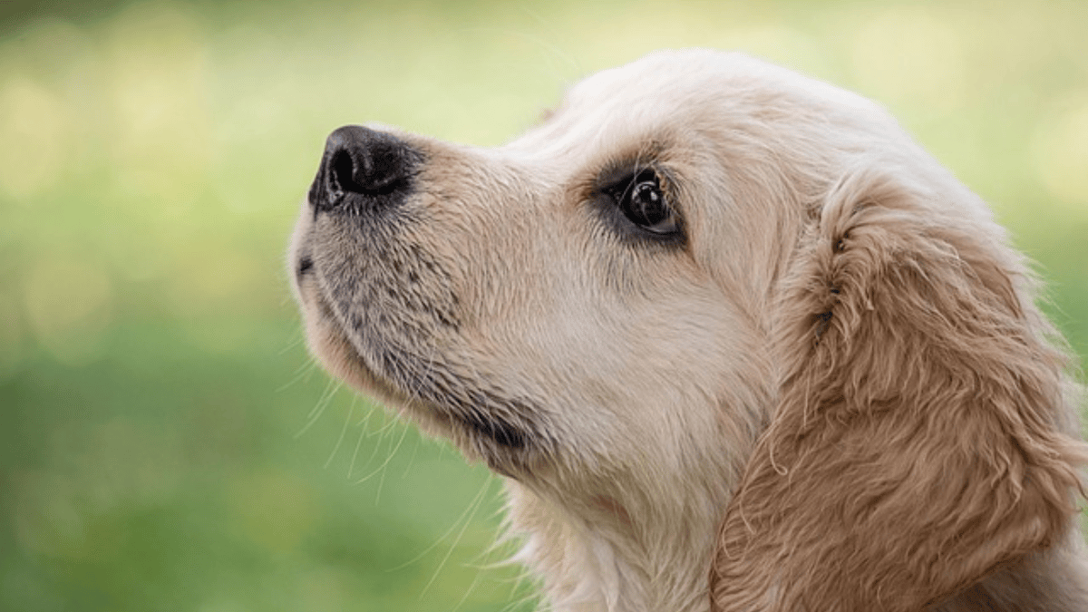 8 signs your dog trusts you more than anyone else