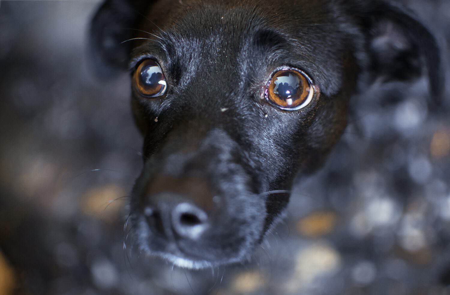 84% of dogs struggle with anxiety, and it may shorten their lives