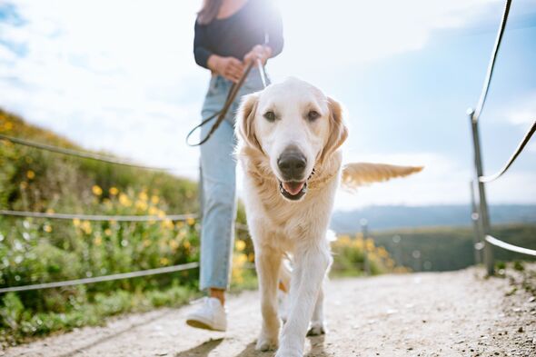 UK pet owners urged not to walk dogs between 11am and 3pm on Sunday