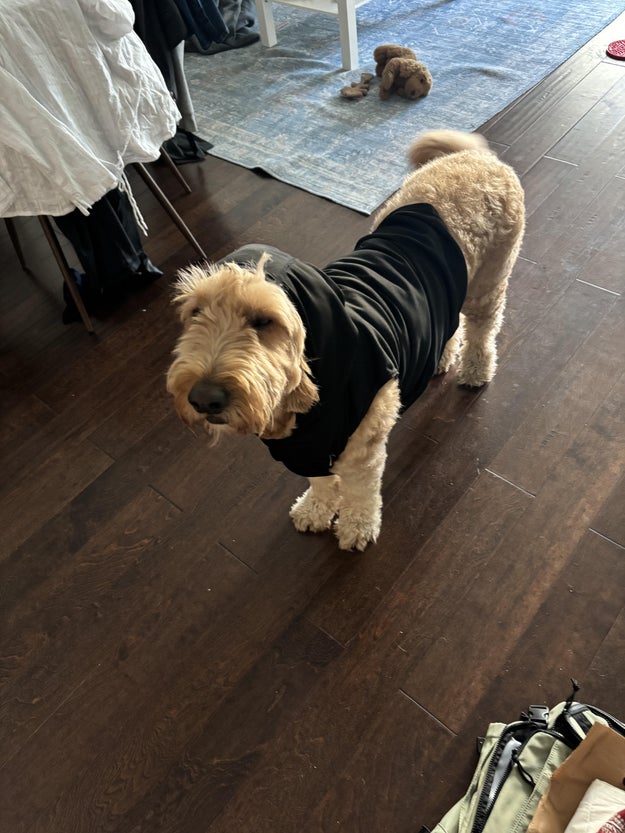 26 dog photos that are way funnier than they should be