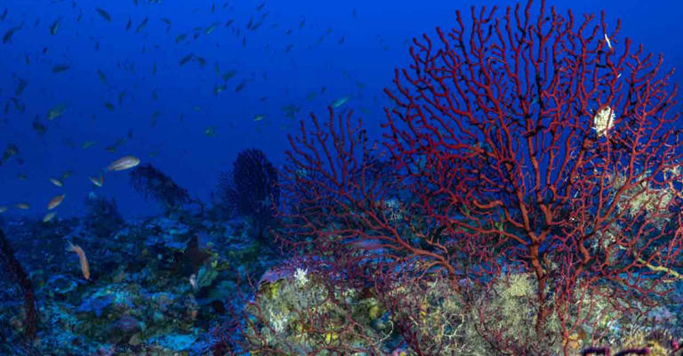 International Day For Biological Diversity On May 22