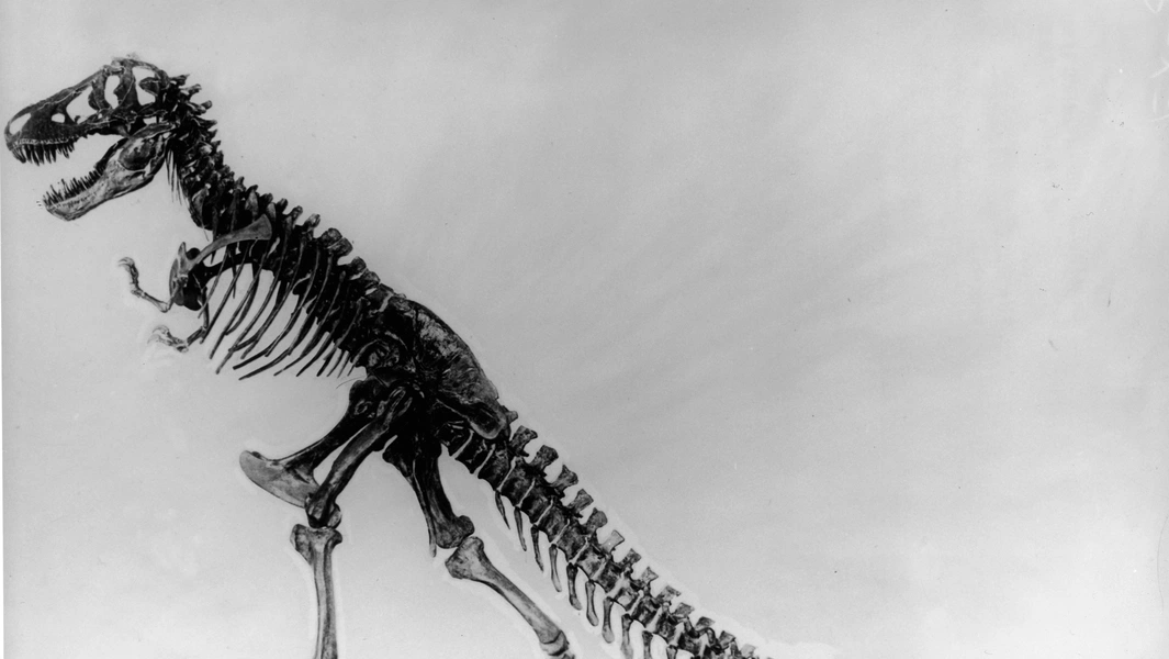 Study links T rex's tiny arms to powerful skull evolution