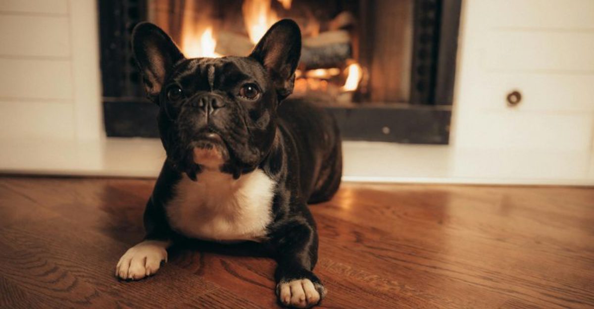 11 affectionate dog breeds that love sleeping close to their humans