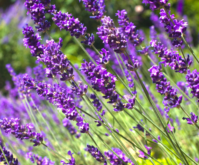 6 gorgeous flowers to plant in May that keep flies away – they look and ...