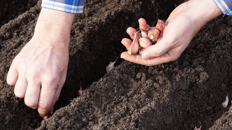 Popular garden vegetables that you should avoid growing from seed