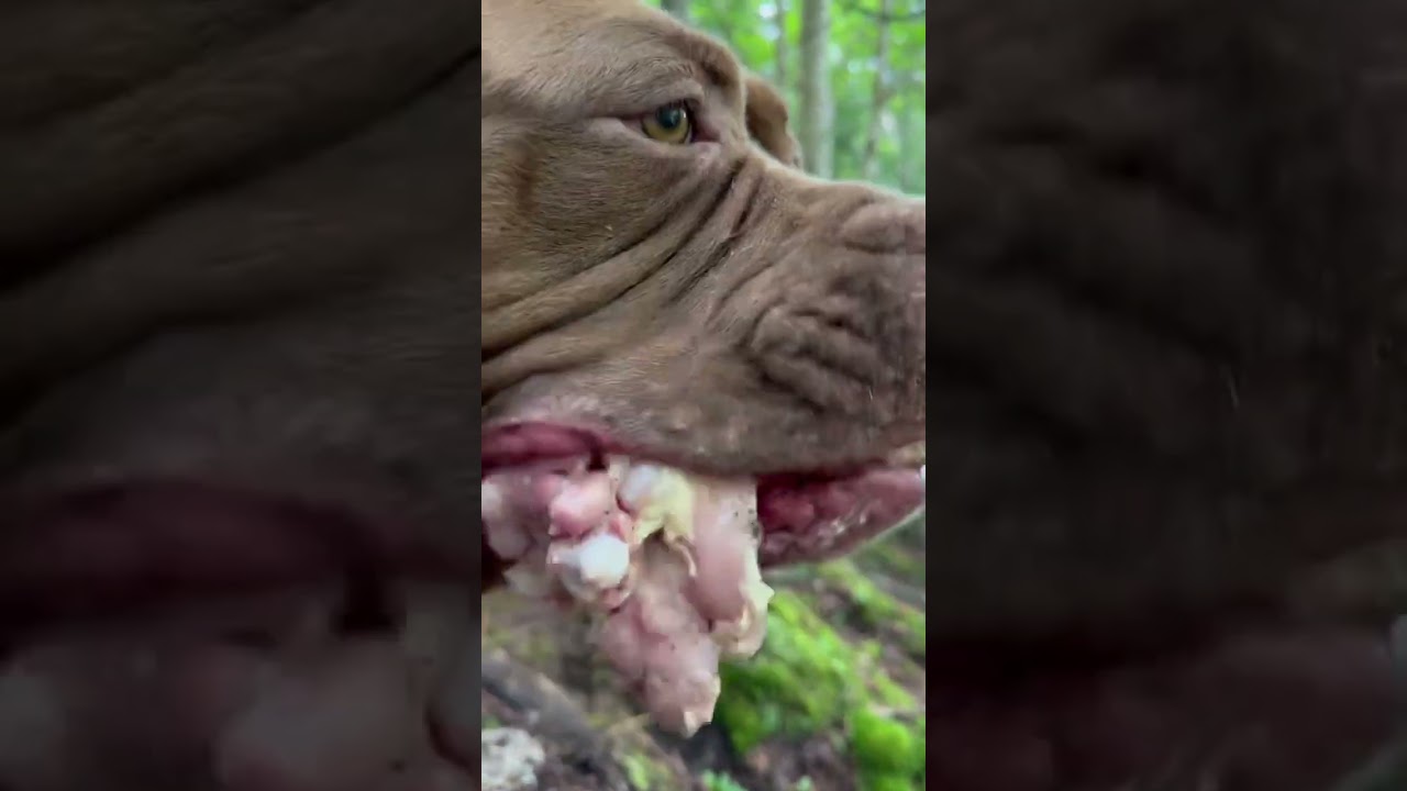 This pitbull’s bite strength is hard to ignore