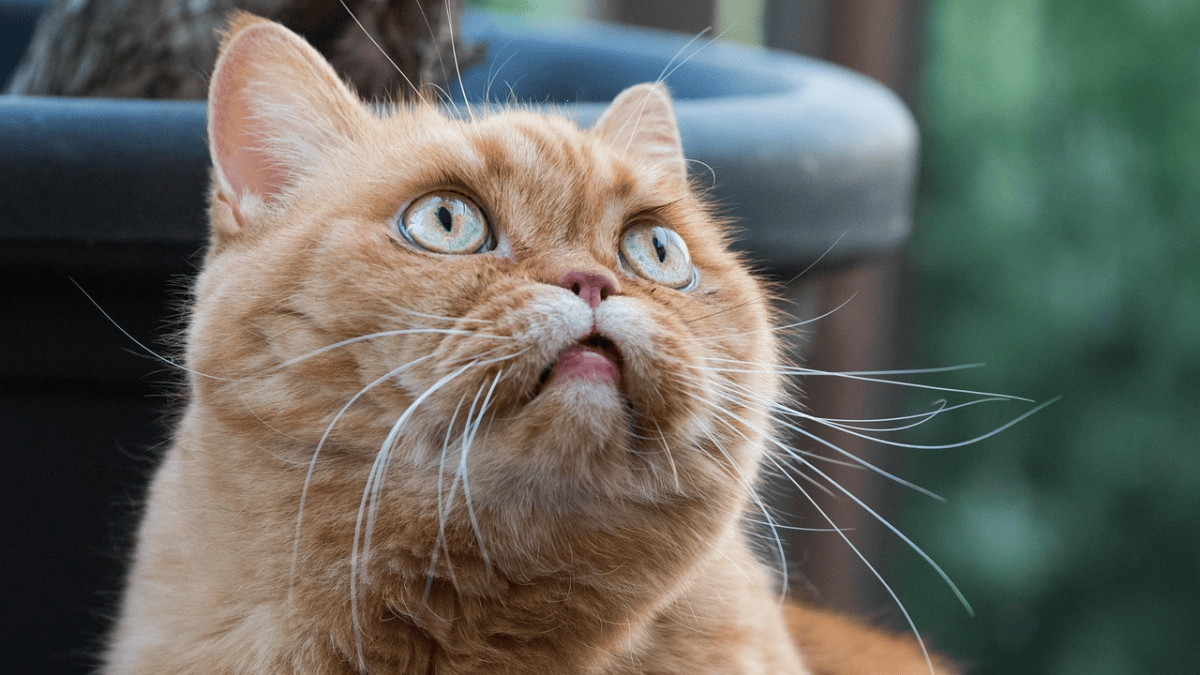Signs your cat is hiding something: 15 health problems that can get ...