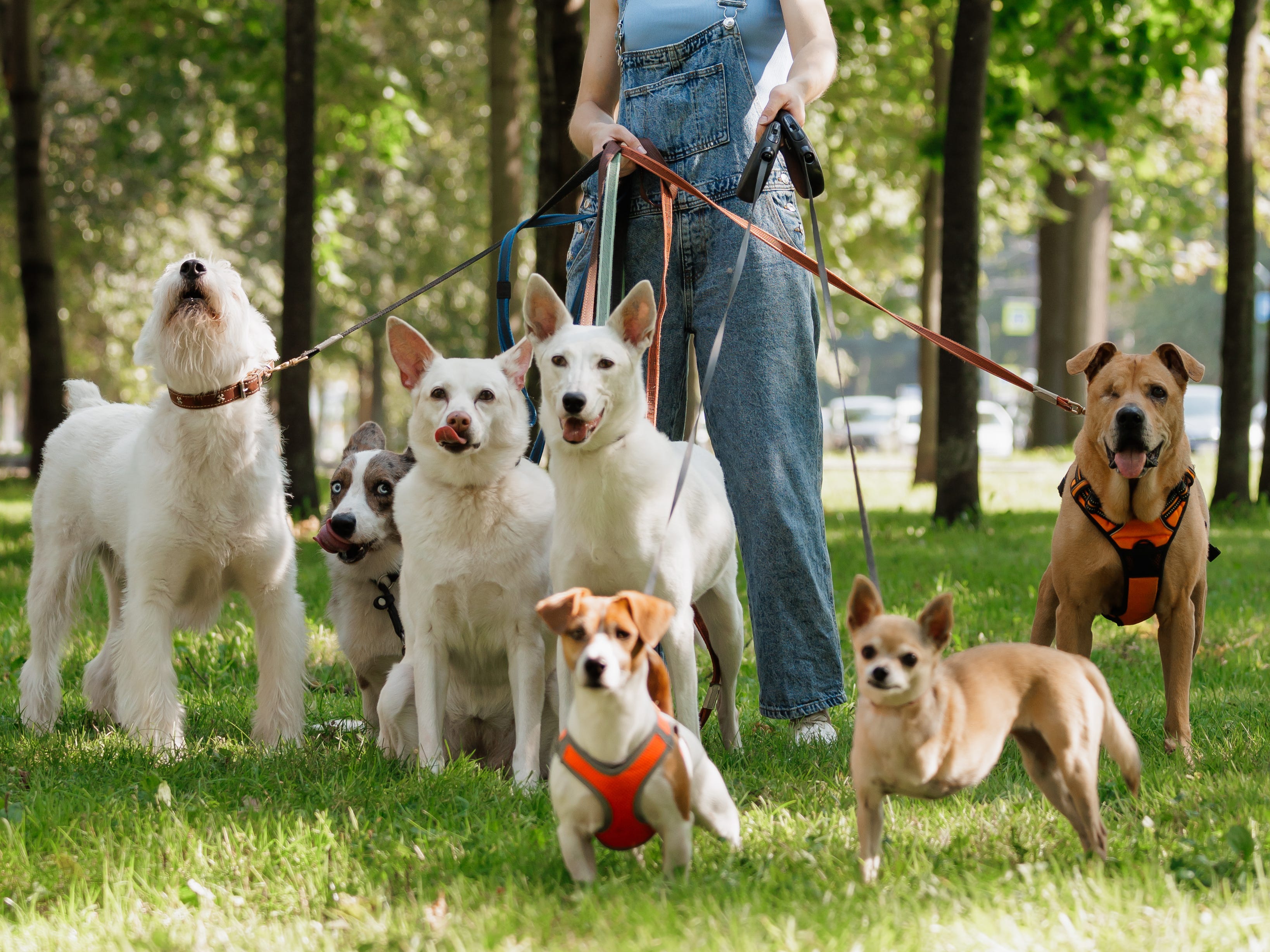 I've been terrified of dogs for my whole life. My kids love them, so I ...