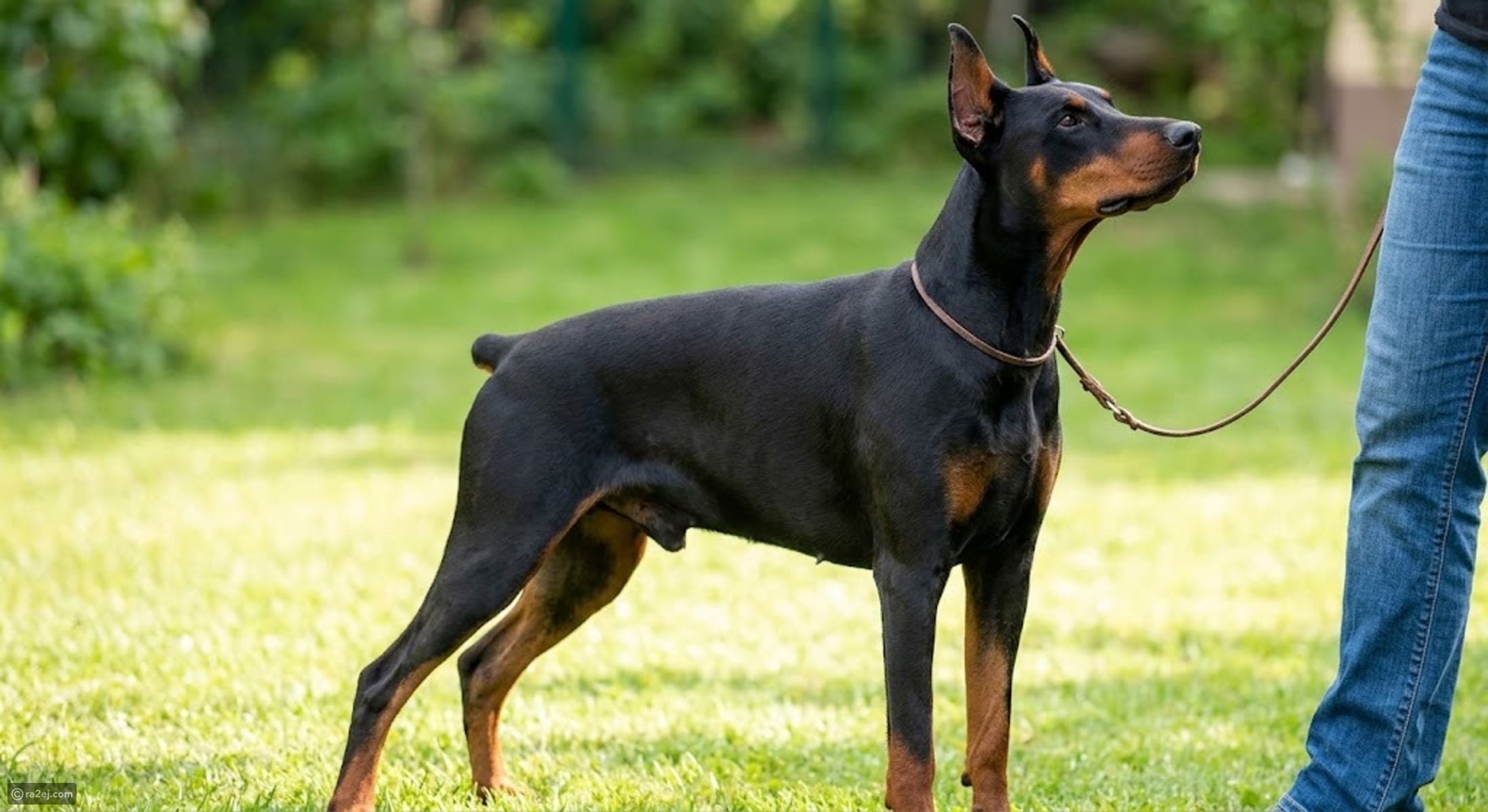 10 dogs that choose their person fast and never let go