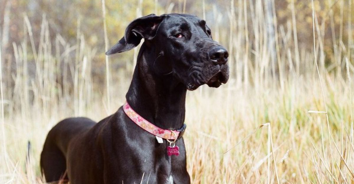 10 shelter dogs people keep passing by, plus 4 everyone wants instantly
