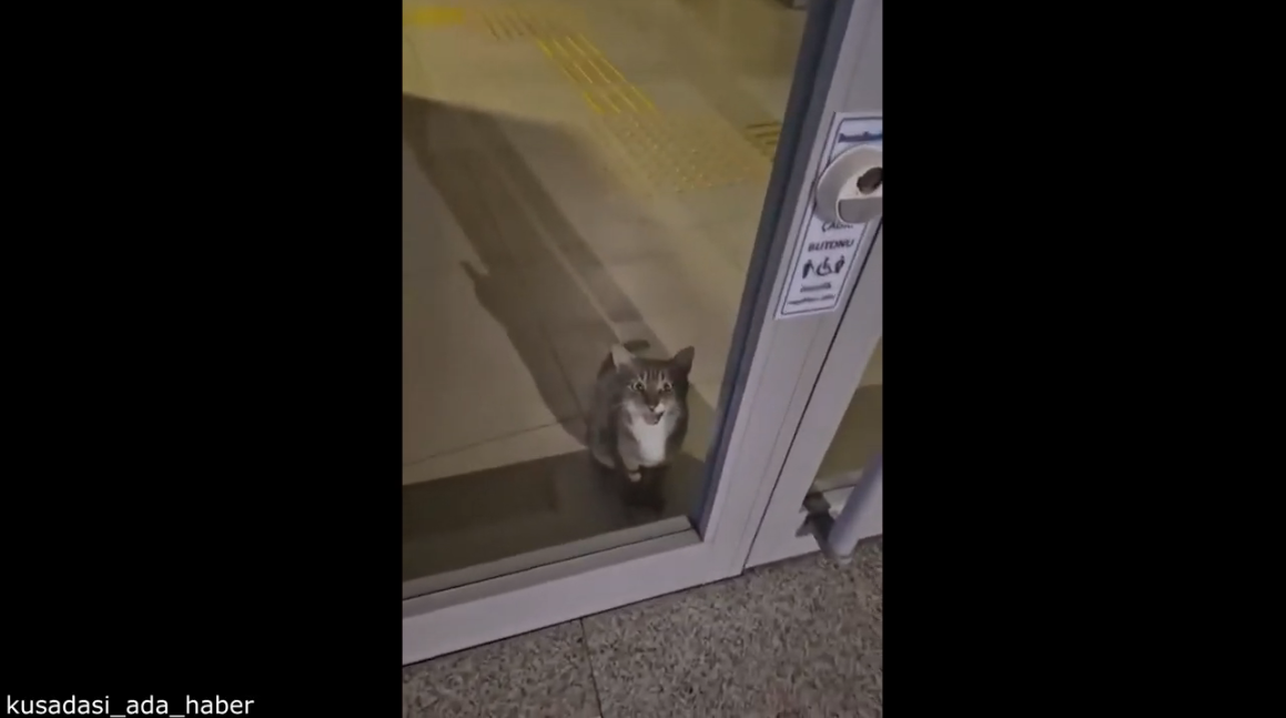 Cat breaks into a bank and sets off alarm