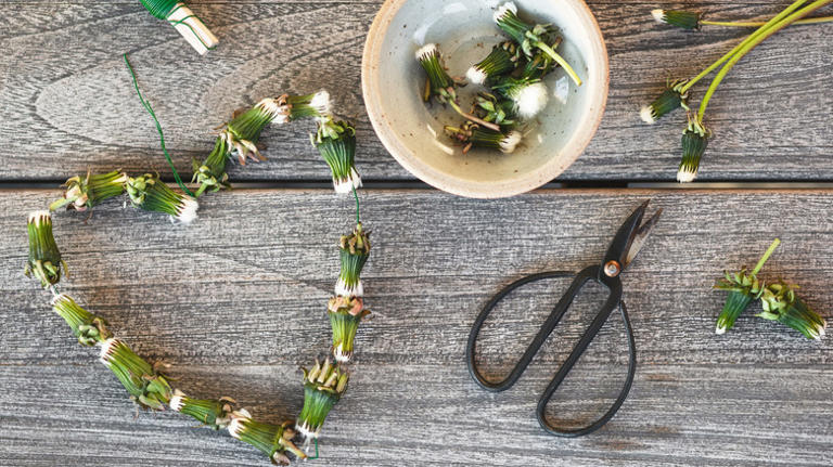 Don't toss out the dandelions from your yard — turn them into a ...