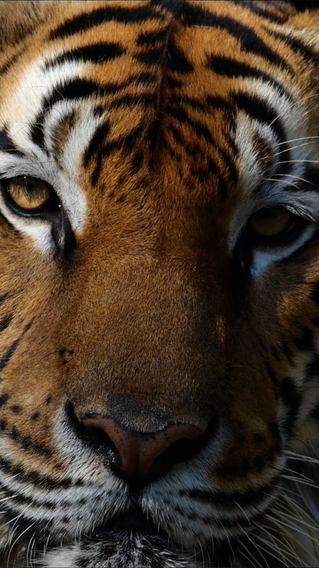Tigers in the wild: An up-close journey into their world