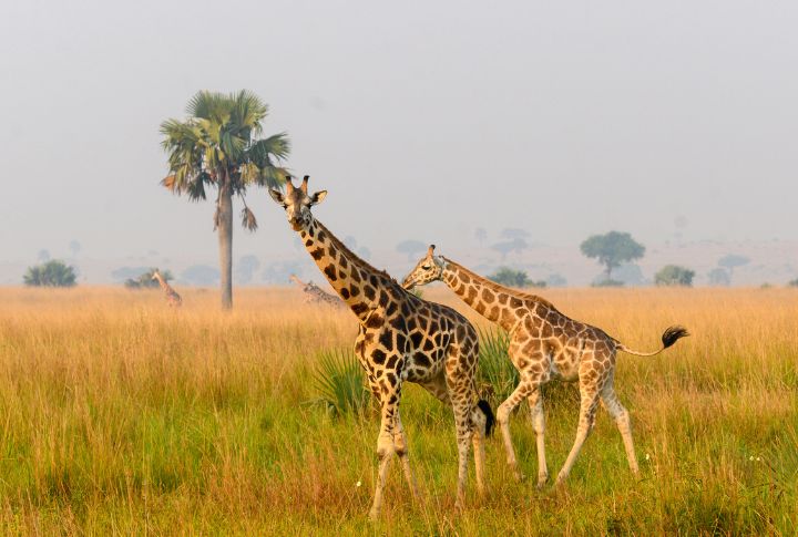 25 places where you can see rare, endangered animals