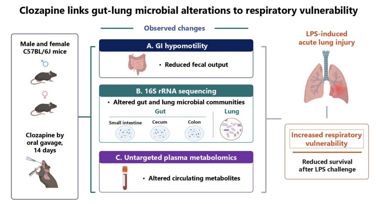 Gut-lung microbe shifts may explain clozapine's severe bowel and lung ...