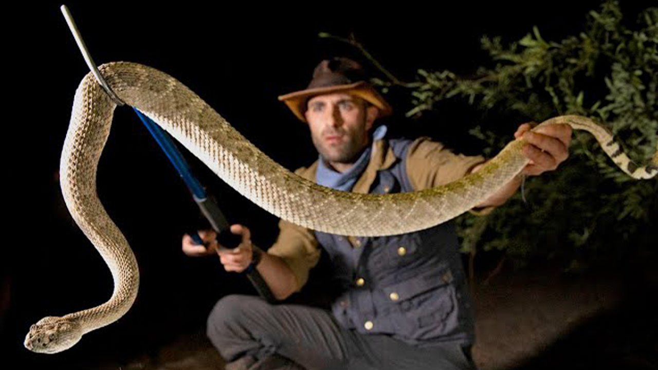 Coyote Peterson comes face to face with America's deadliest snake