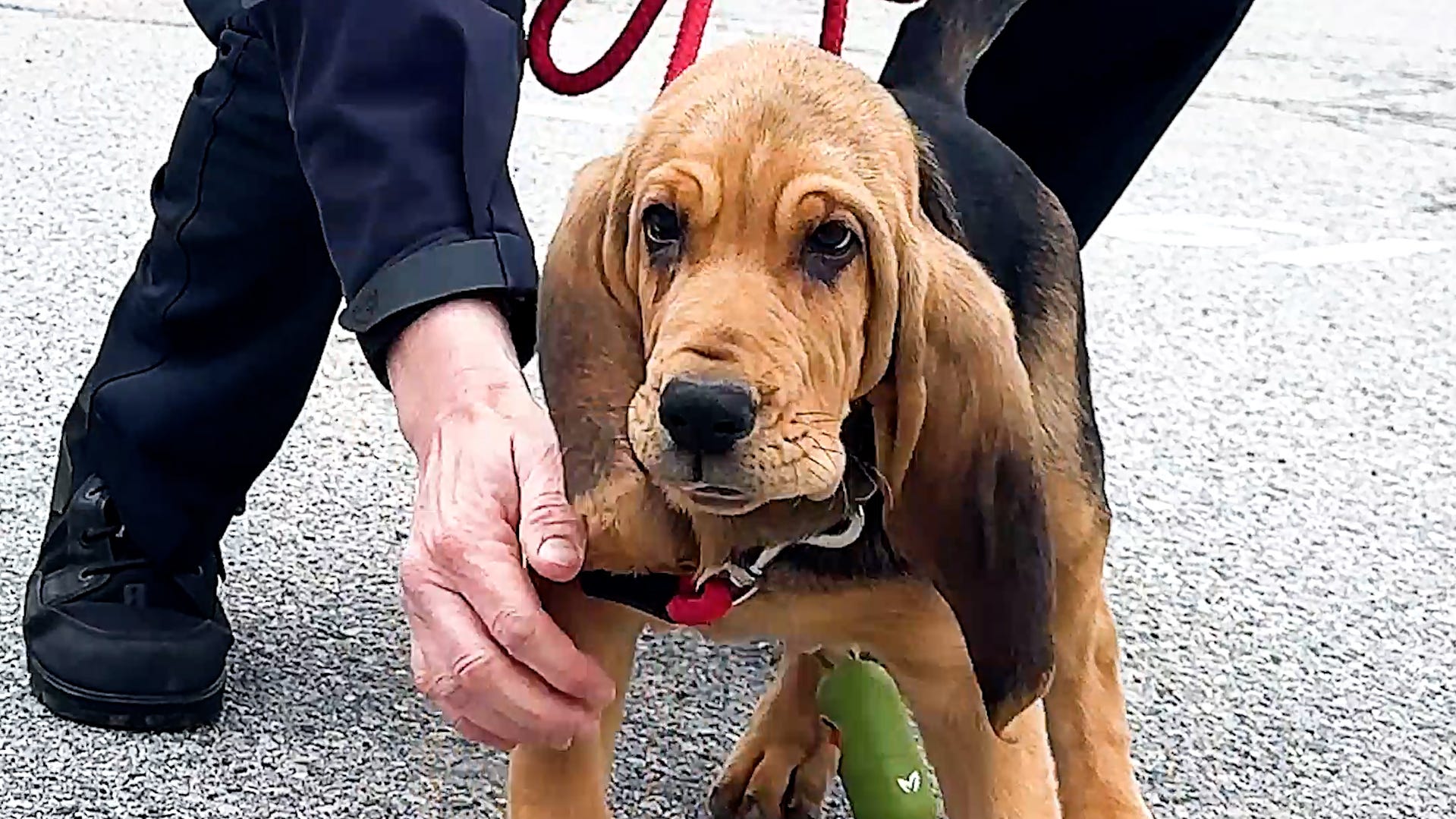 Meet Mason, the bloodhound puppy training to become a K9 hero