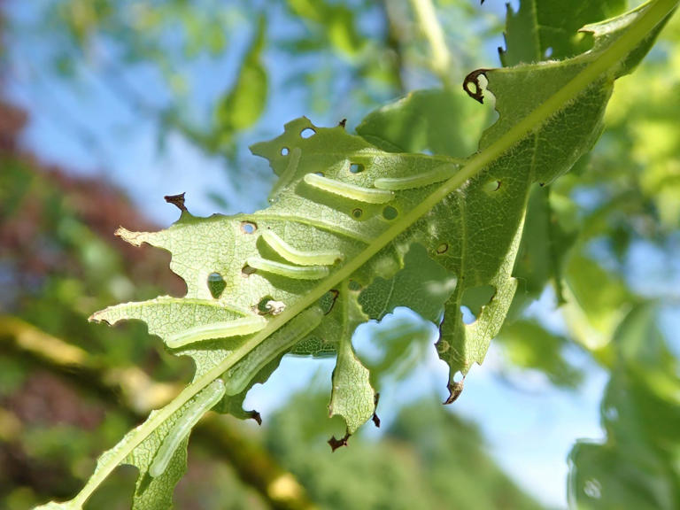 New AFBI research project to curb invasive pest attacking native ash trees