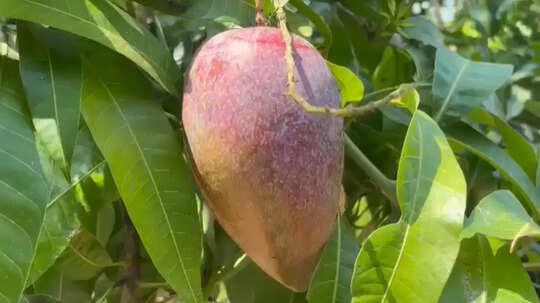 Mango worth Rs 3 lakh per kg, more expensive than silver; Indian farmer ...
