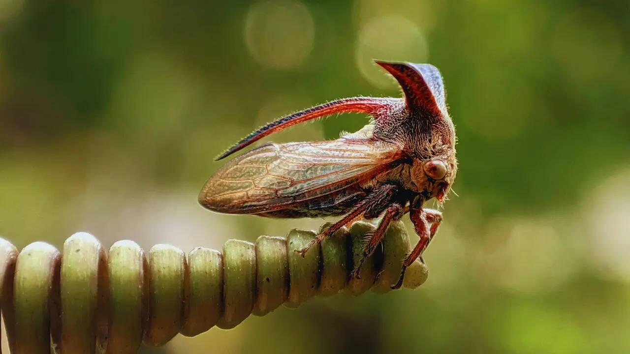 Most alien-looking insects in the world, and forests where travellers ...