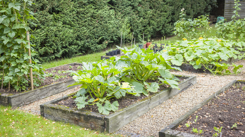 Popular garden vegetables that you should avoid growing from seed