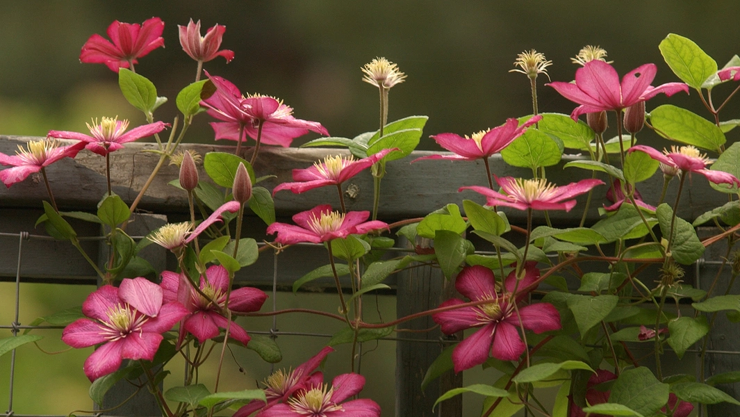 Clematis care tips for dreamy garden blooms