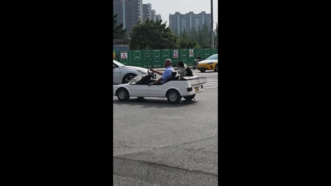 An elderly man drives a homemade mini convertible with his dog for a ride