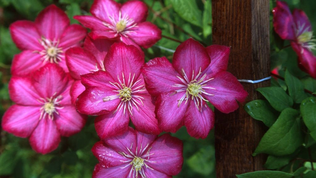 Clematis care tips for dreamy garden blooms