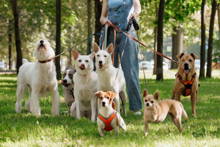 I've been terrified of dogs for my whole life. My kids love them, so I ...