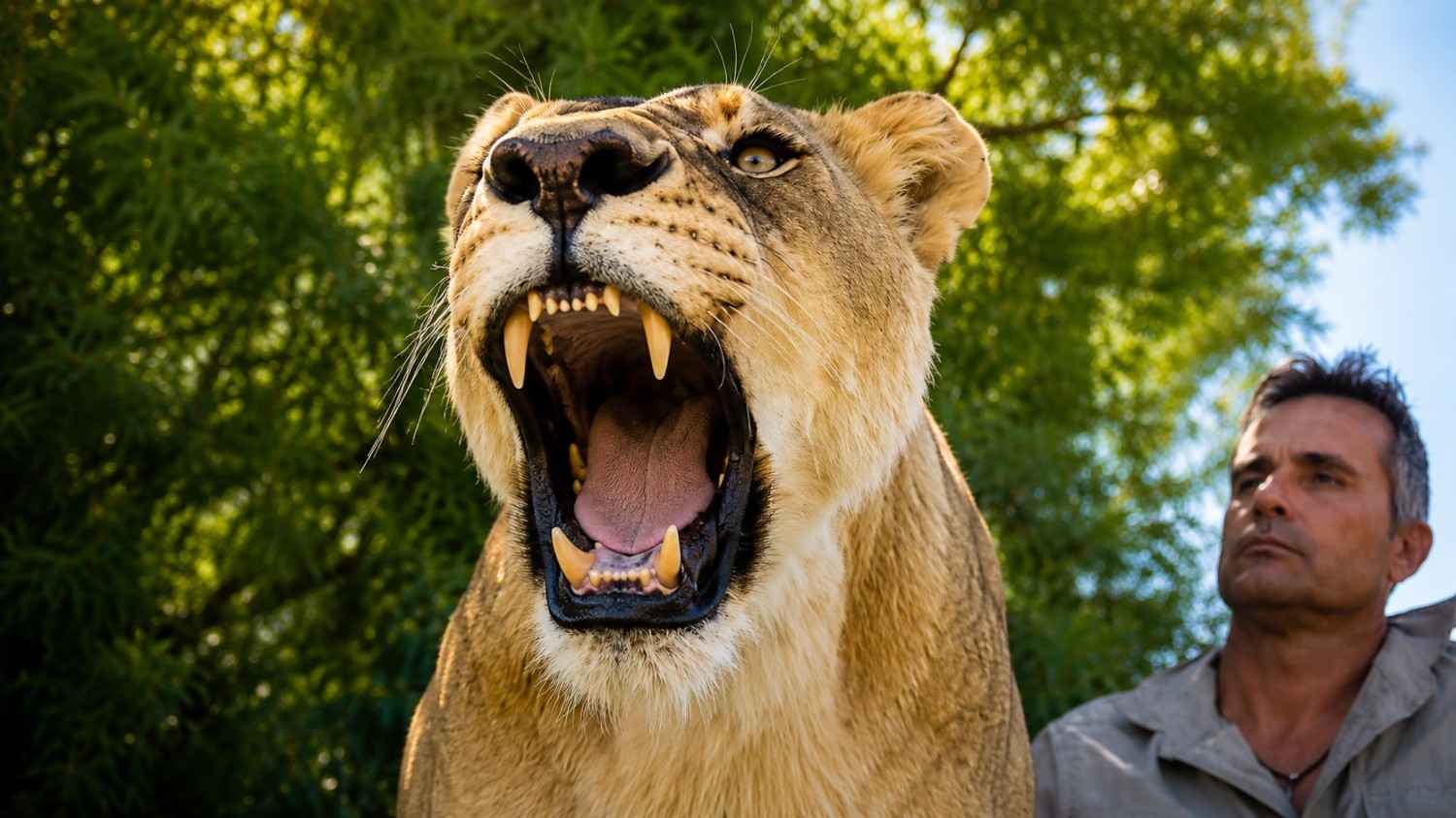 A real lion roar looks nothing like movies