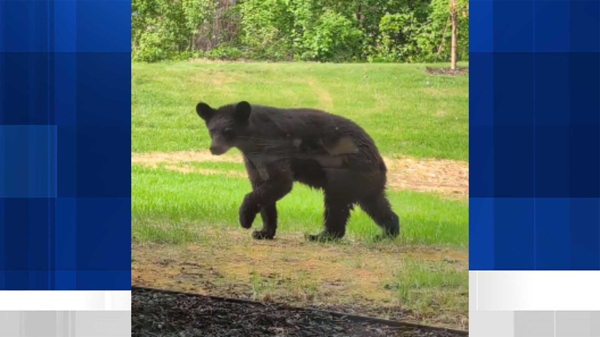 Black bear spotted outside LE Phillips Memorial Public Library