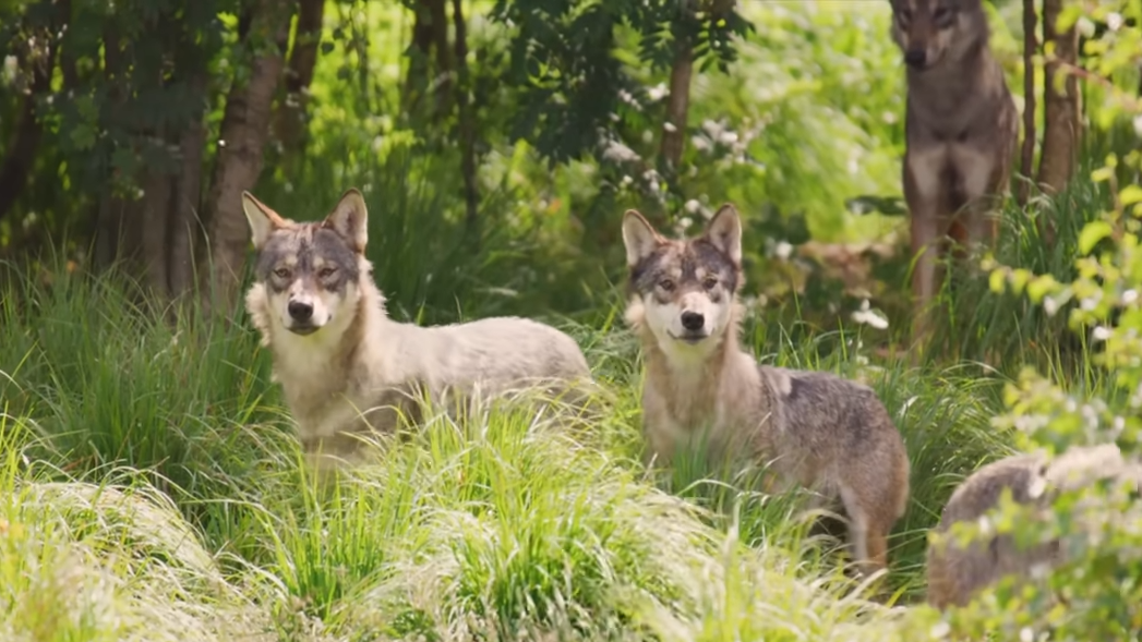 He walked back into a pack of wolves - then one charged straight at him