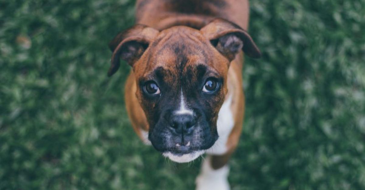 13 deeply attached dog breeds that bond so hard it changes daily life