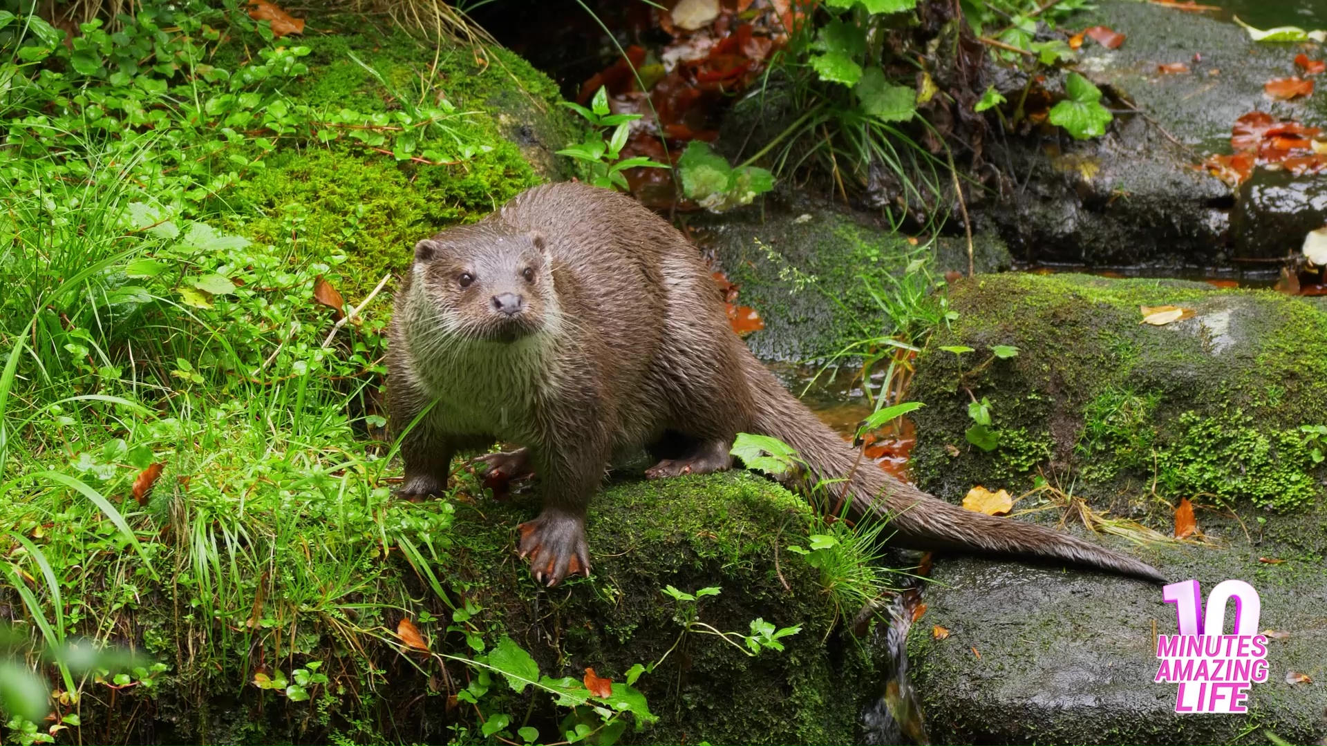 How Eurasian otters move carefully through rocky stream habitats