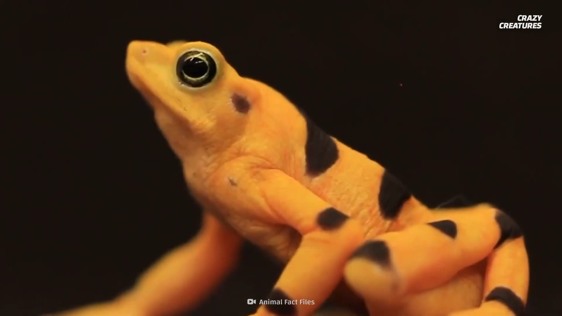 This colorful frog can stop your heart with one touch