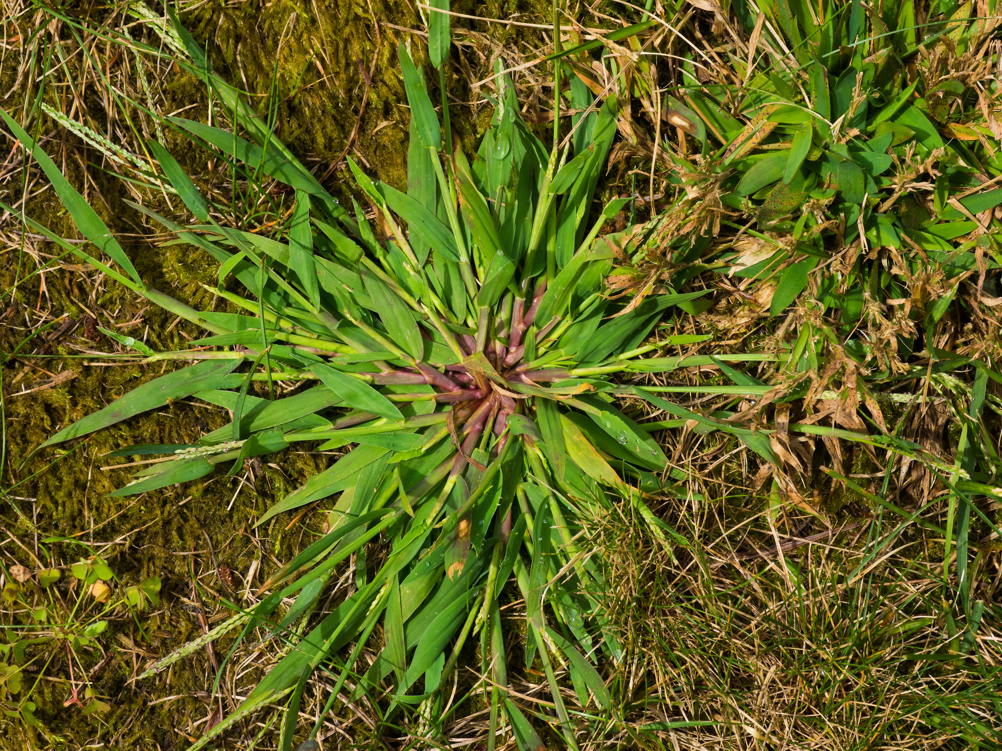 Nutsedge is the pale weed that outgrows your lawn by inches every summer