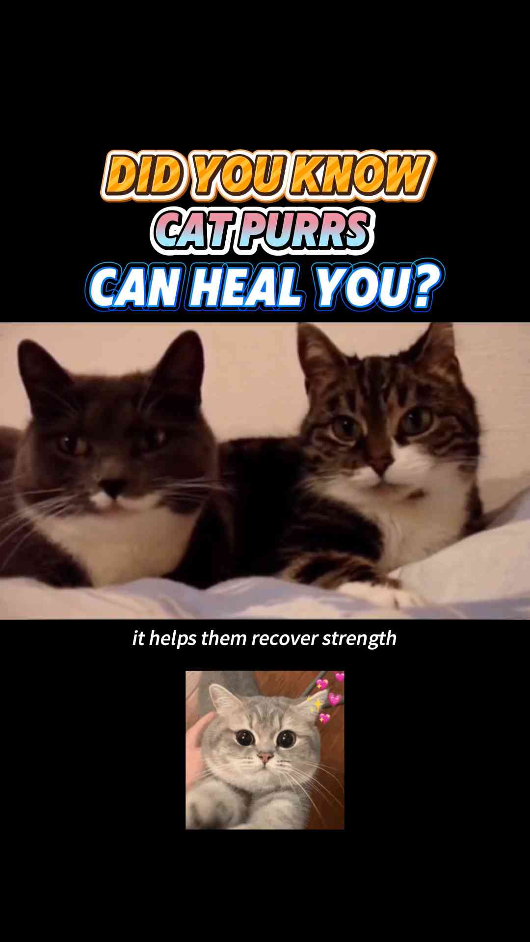 Did you know cat purrs can heal you?