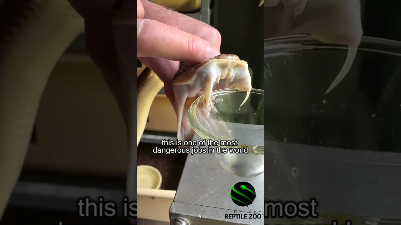 Find out how experts safely take venom from a deadly snake