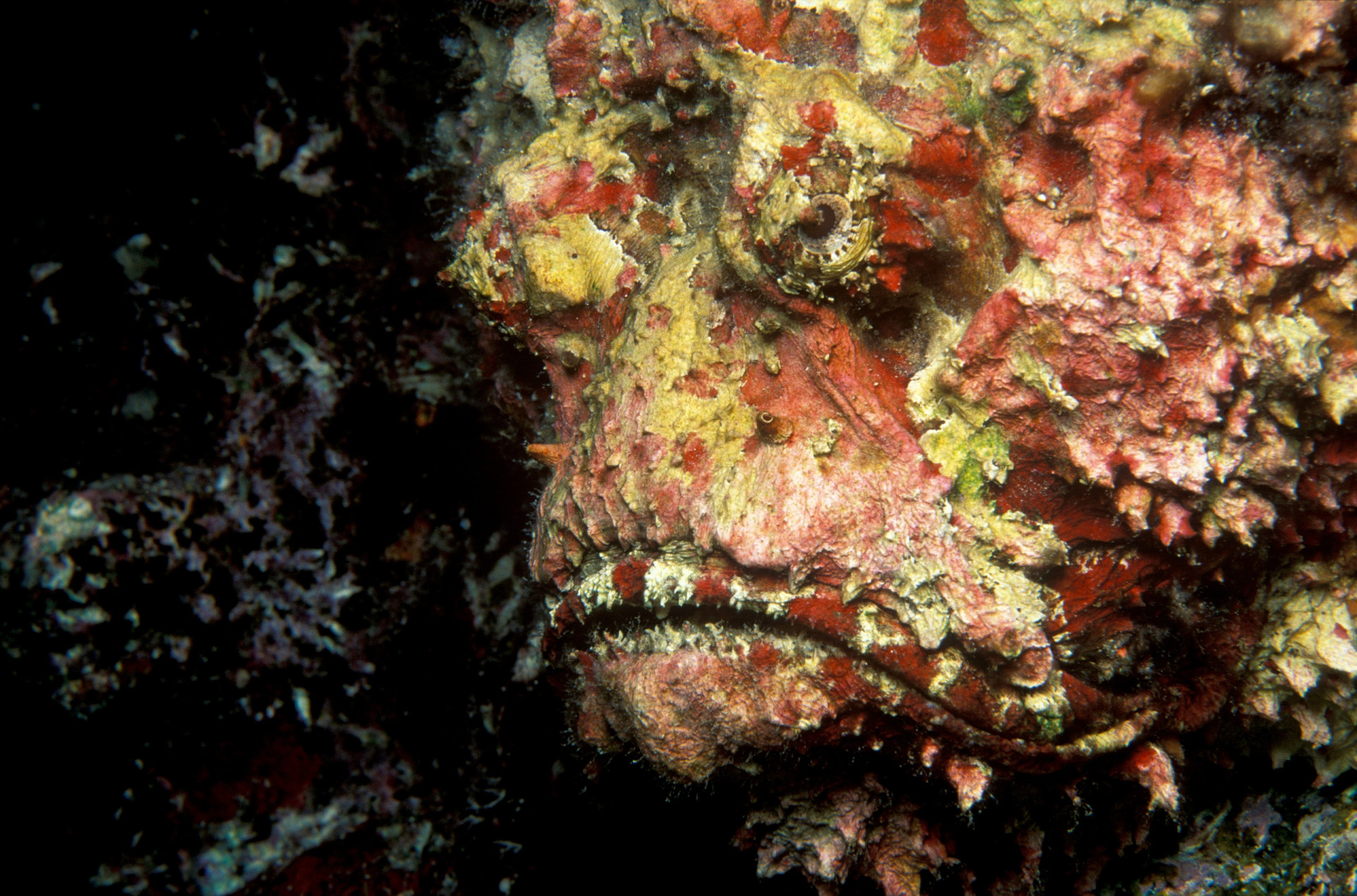 The most dangerous creatures beneath the waves