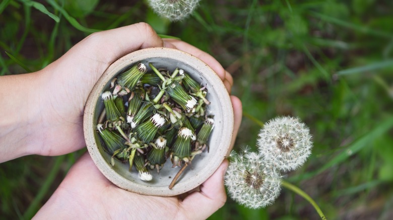 Don't toss out the dandelions from your yard — turn them into a ...