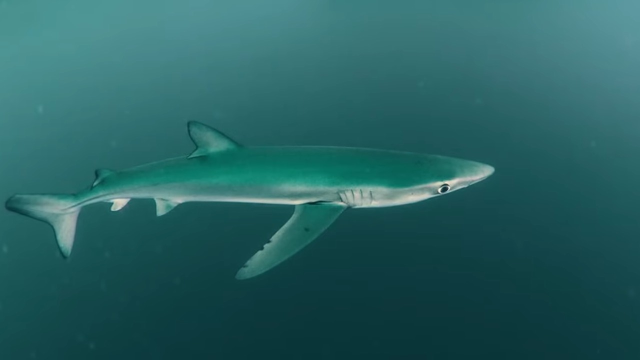 Police called it a shark attack - then experts pointed to the bone ...