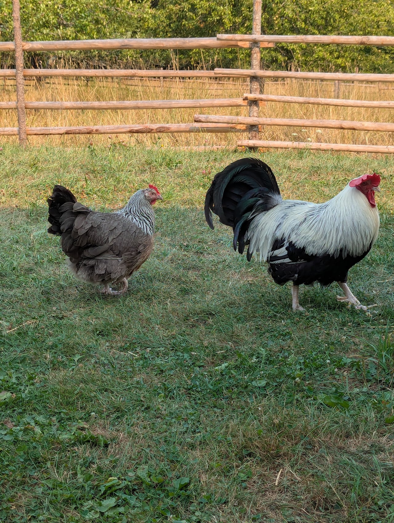 New chicken owners flock to Ross Farm